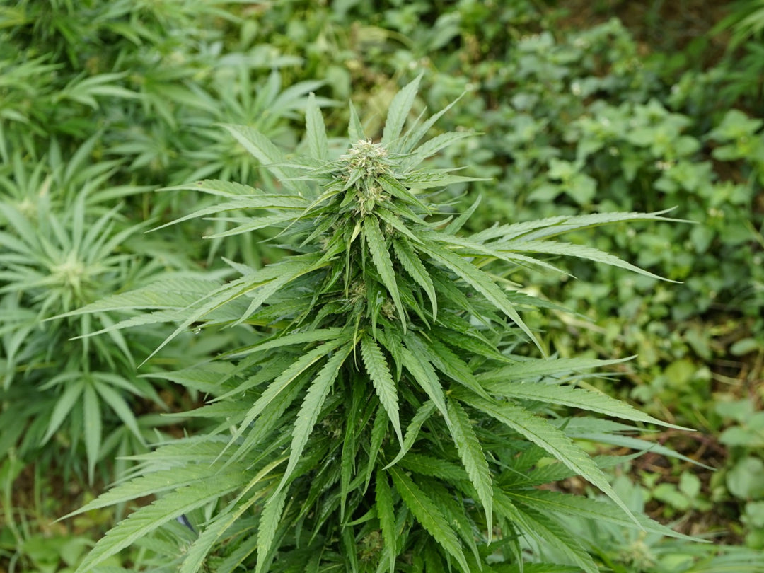 How to explain to your parents the difference between Hemp and Marijua ...